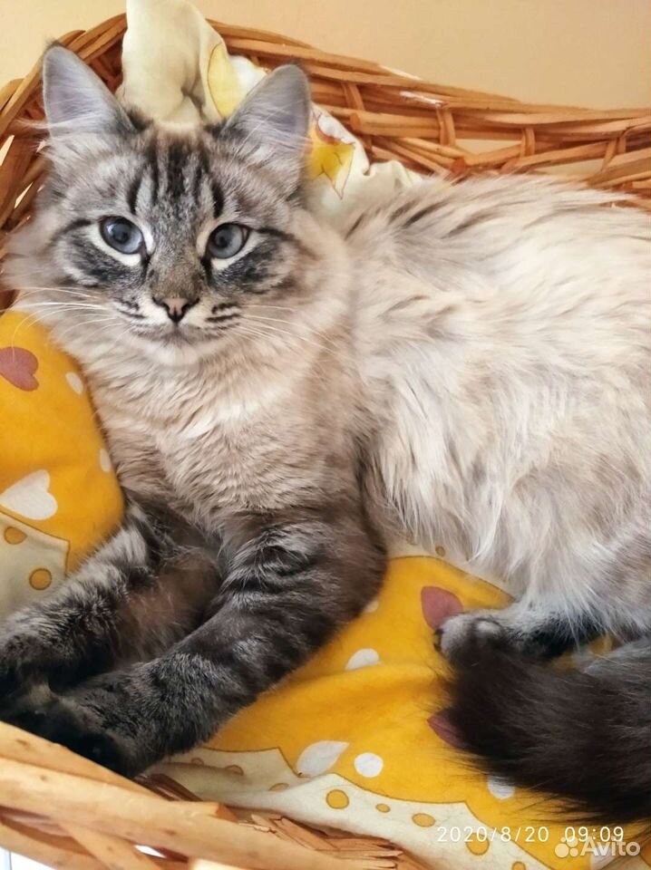 Кот