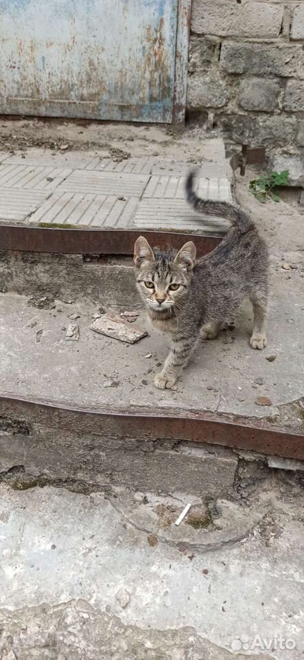 Котята Девочки