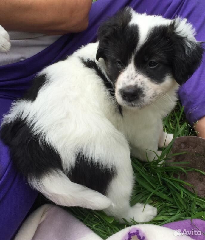 Щенок, мальчик, 1,5 месяца