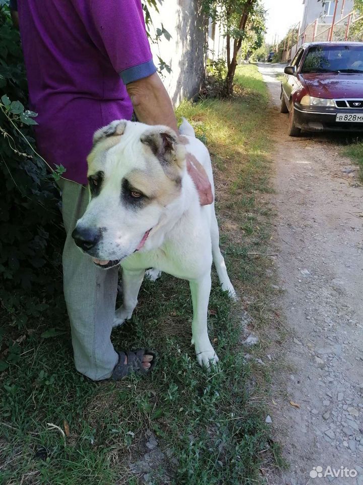 Отдам Сао, алабая