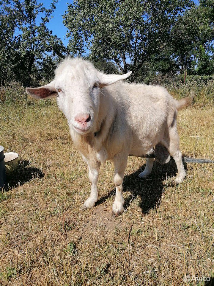 Козёл на вязку