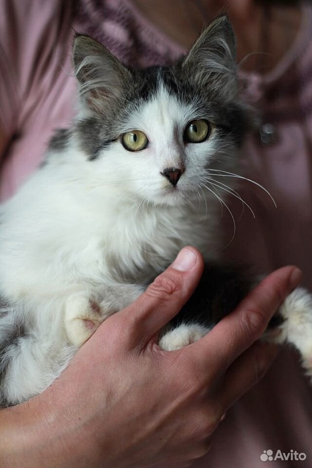 Тиана, пушистый котенок девочка, в добрые руки