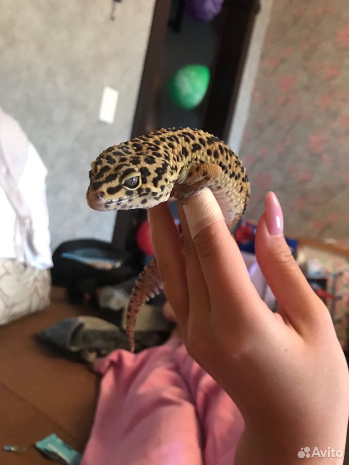 Эублефар Геккон