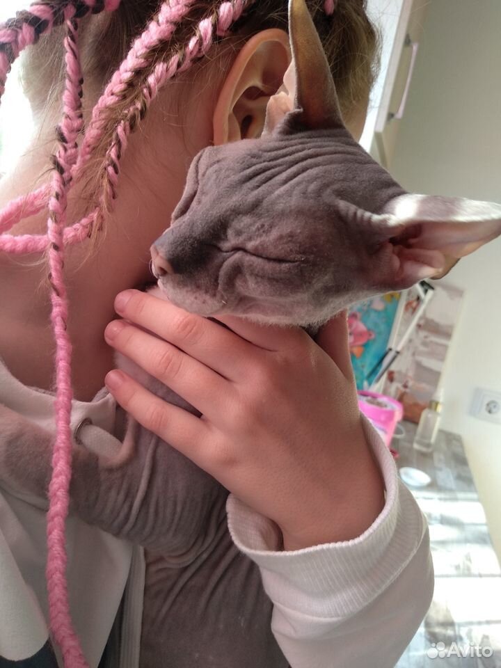 Отдадим кошку