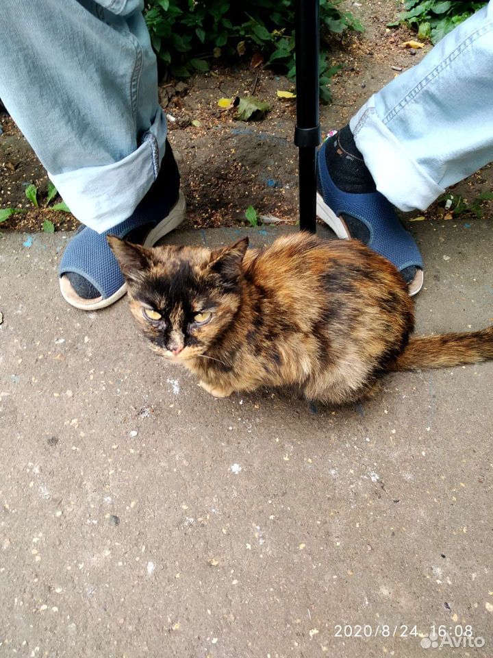 Кошка 1год