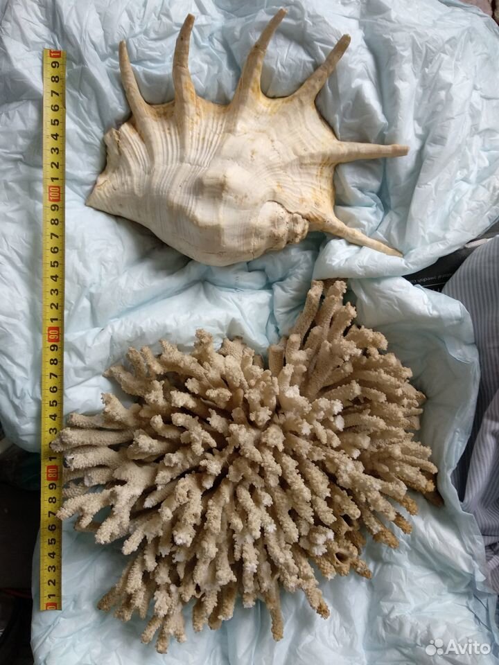 Кораллы, раковина моллюска