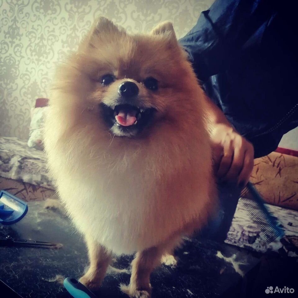 Шпиц (вязка)