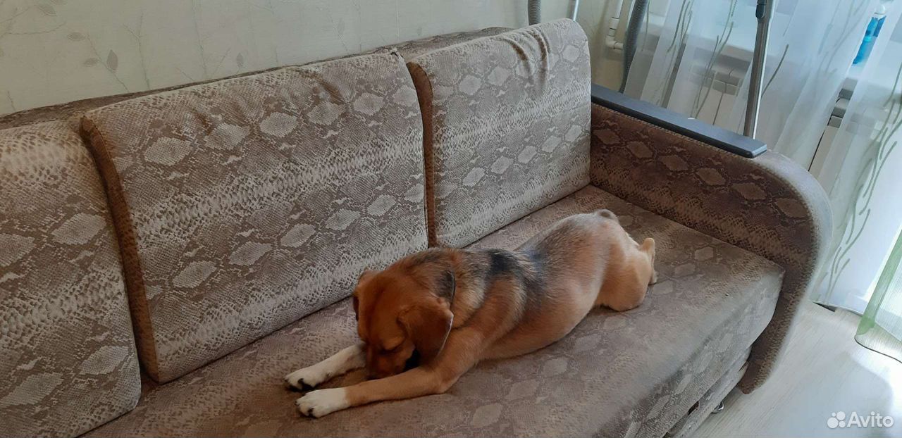 Собака