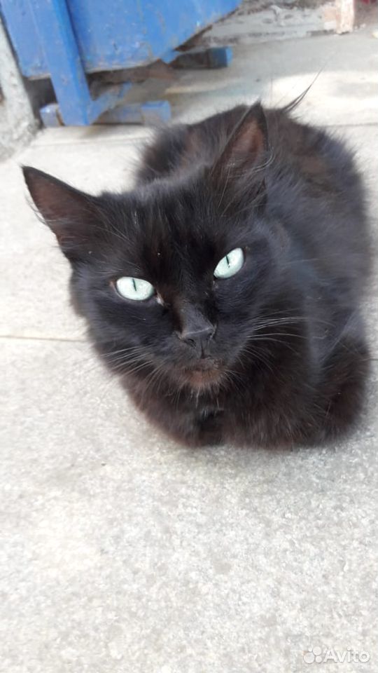 Ищем добрые руки