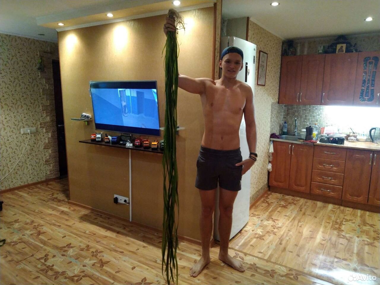 Валиснерия тигровая