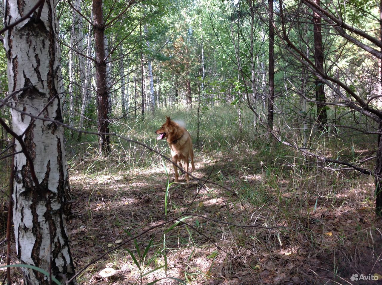 Карелофинская лайка