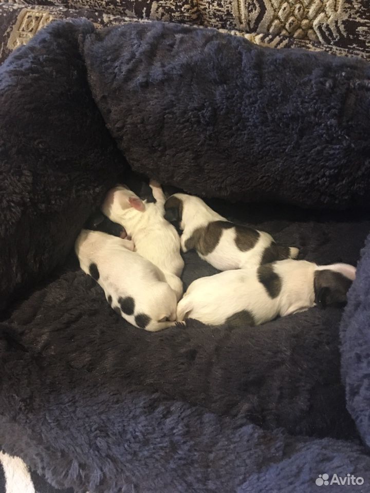 Щенки Мальтийской болонки метисы