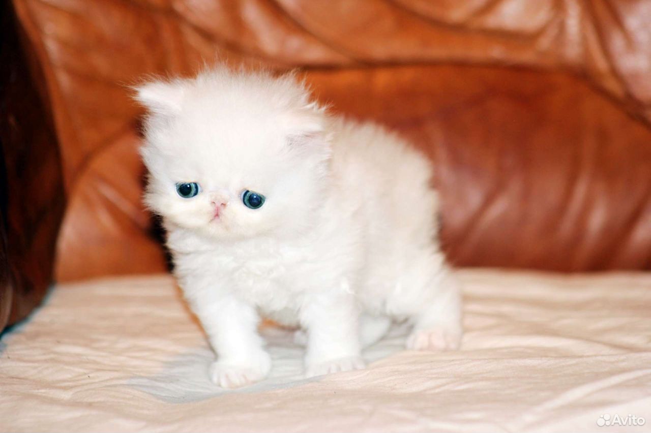 Котятки экзотики