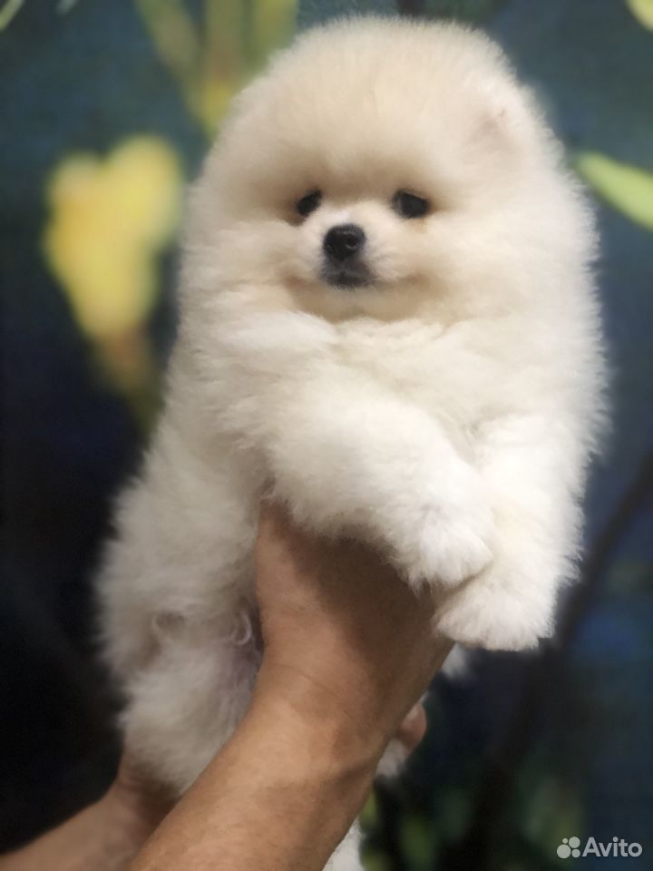 Шпицики мишки