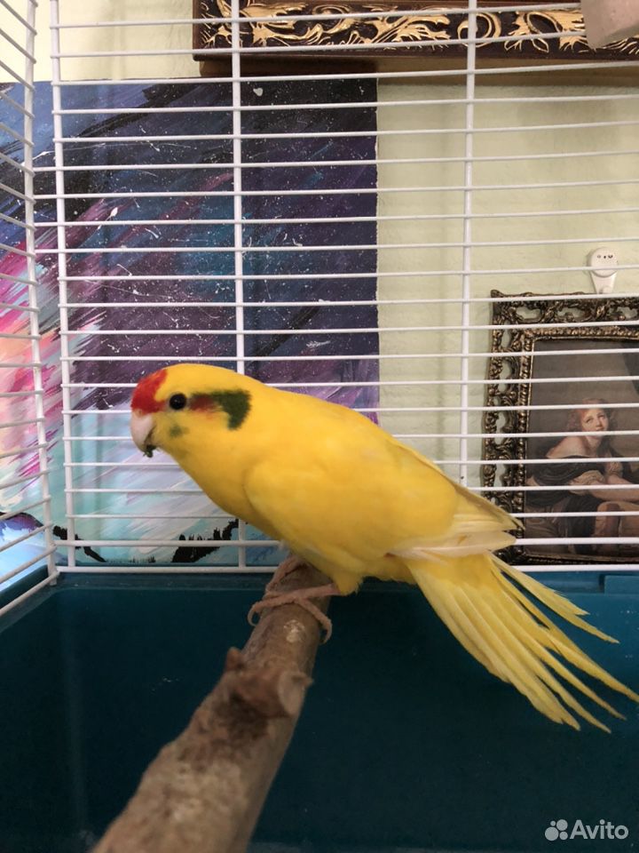 Попугай Какарики с клеткой