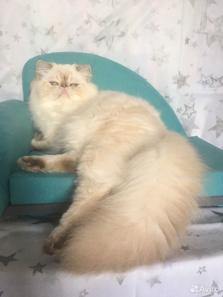 Персидская