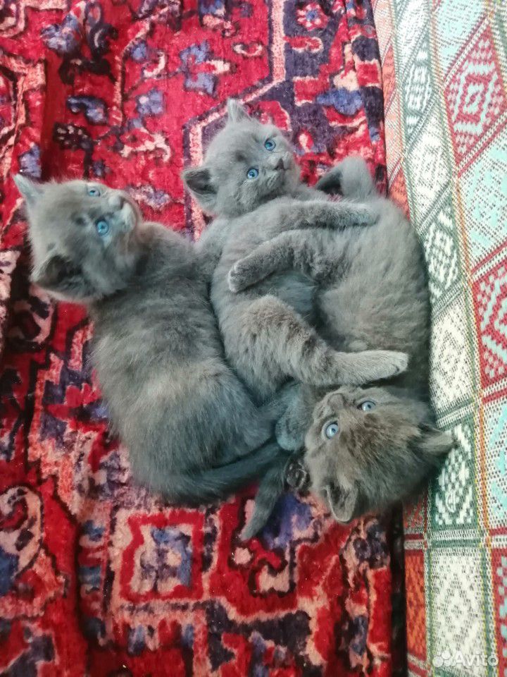 Британская дворовая