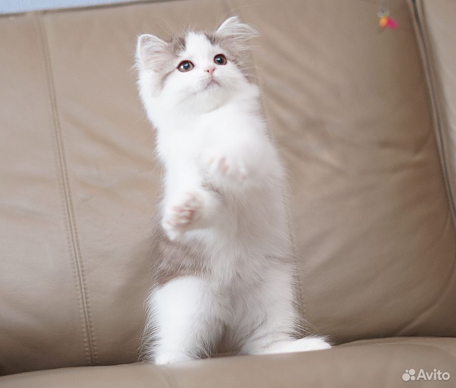 Шотландский прямоухий котенок