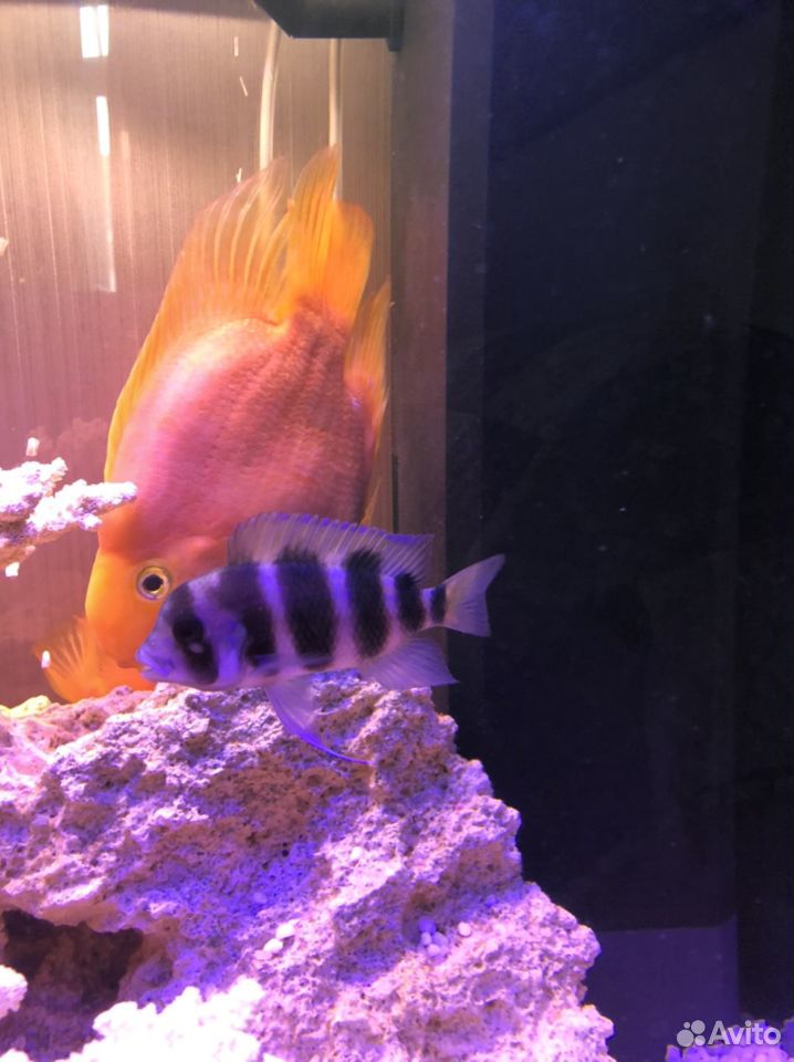 Фронтоза аквариумная рыбка