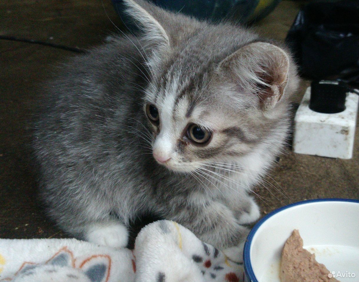 Котята, очаровательные полосатики