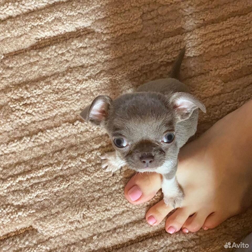 Минимальчик Чихуахуа