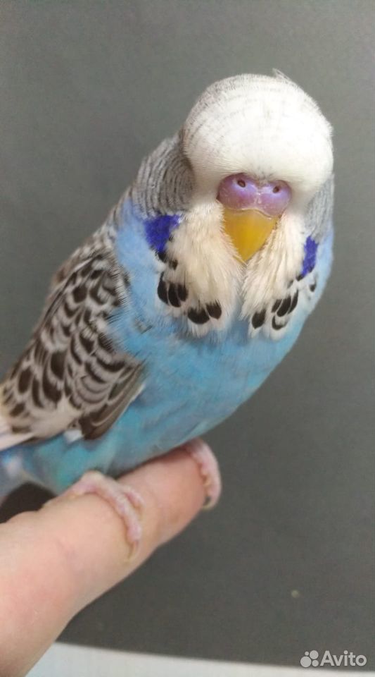 Ввп Чех птенец самец