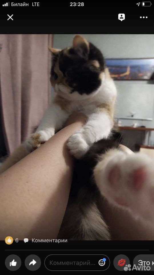 Персидская девочка пригласит или приедет в гости к