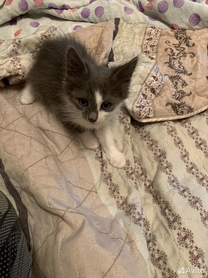 Котёнок