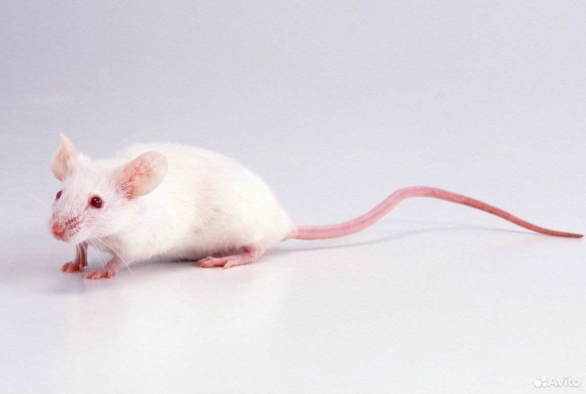 Мышь взрослая (живая)