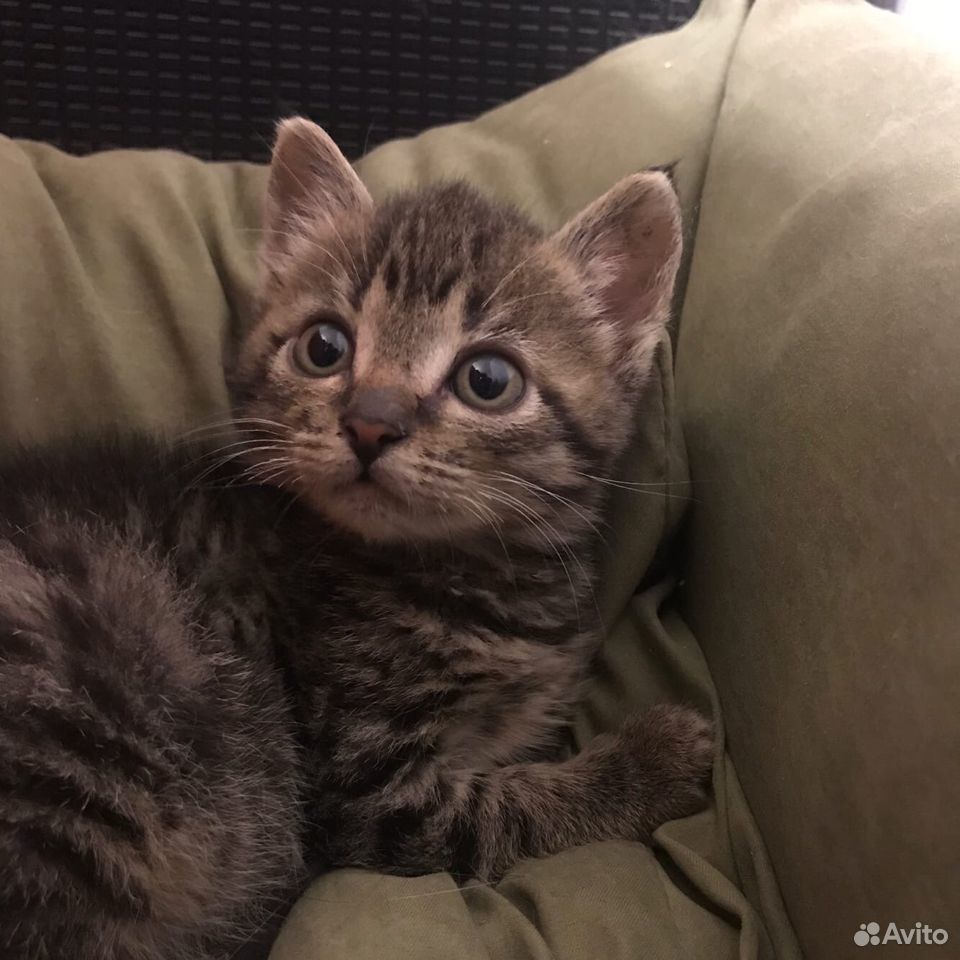 Котёнок Зая