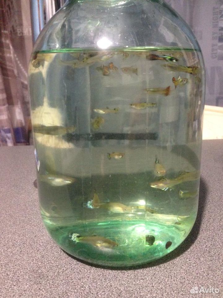 Аквариумные рыбки