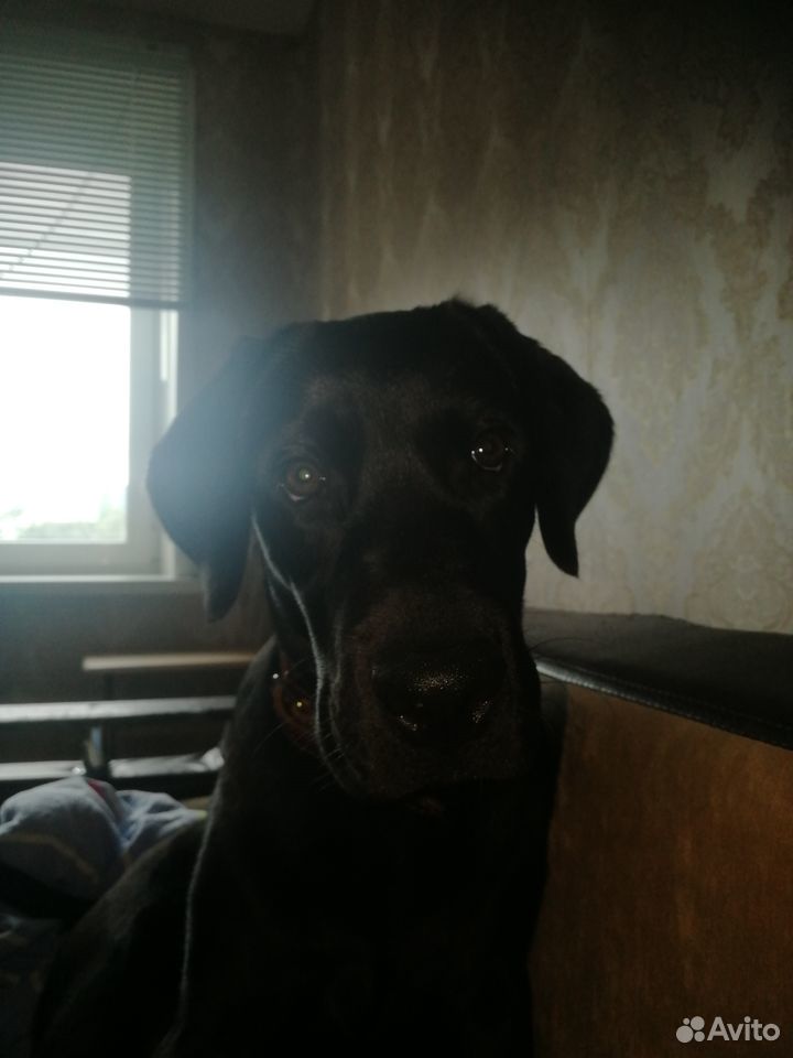 Лобрадор продам