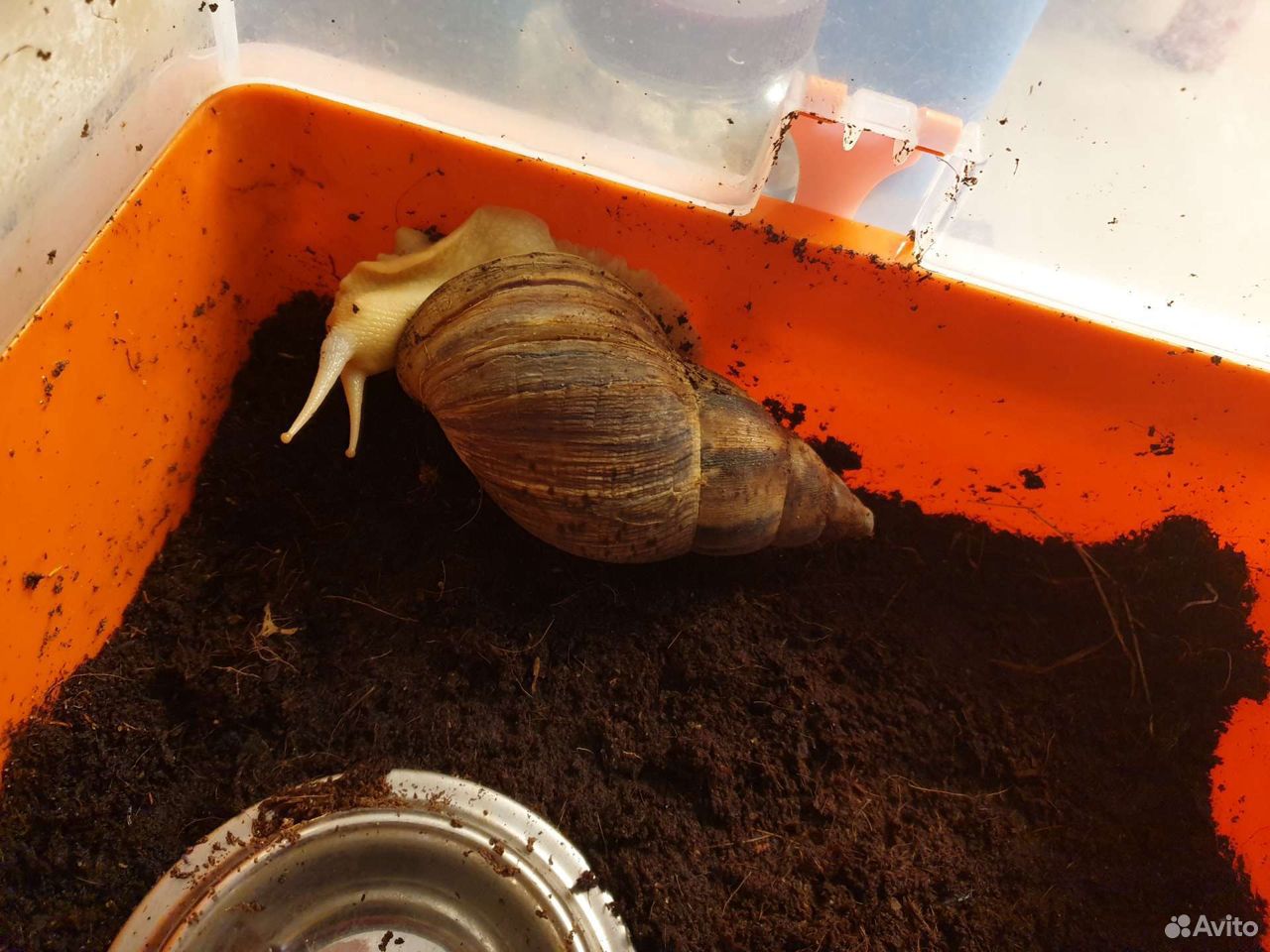 Улитка ахатина 10 см