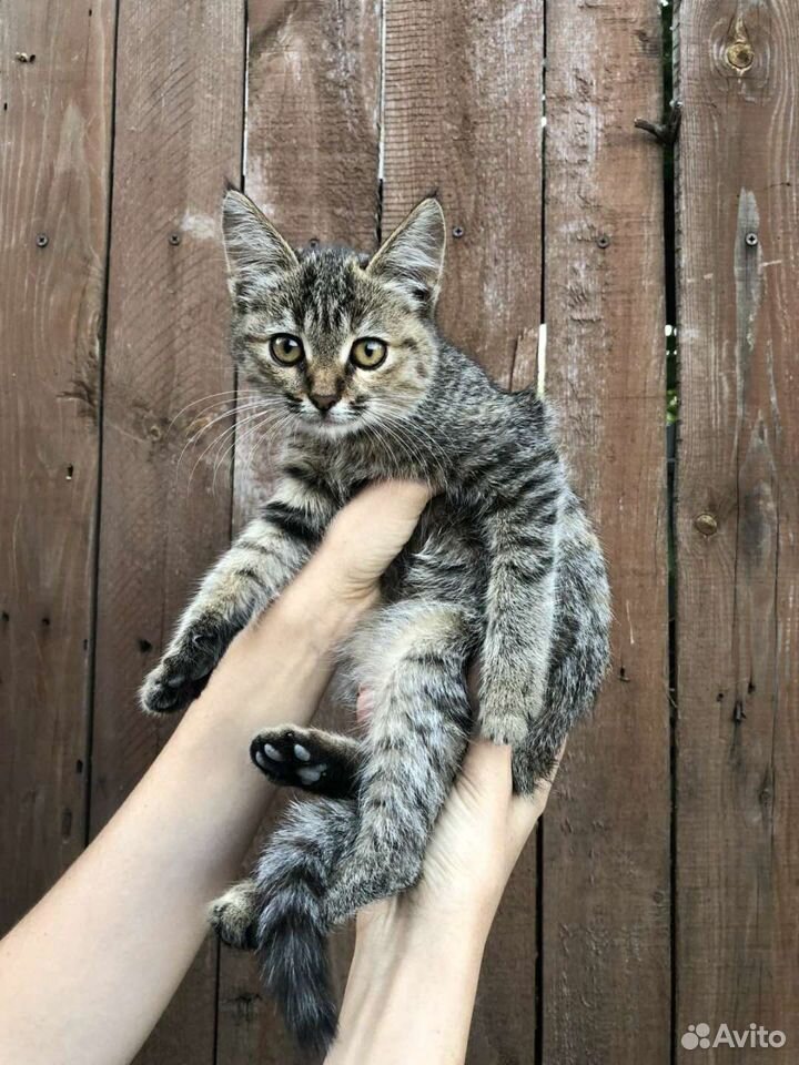 Котик и Кошечка