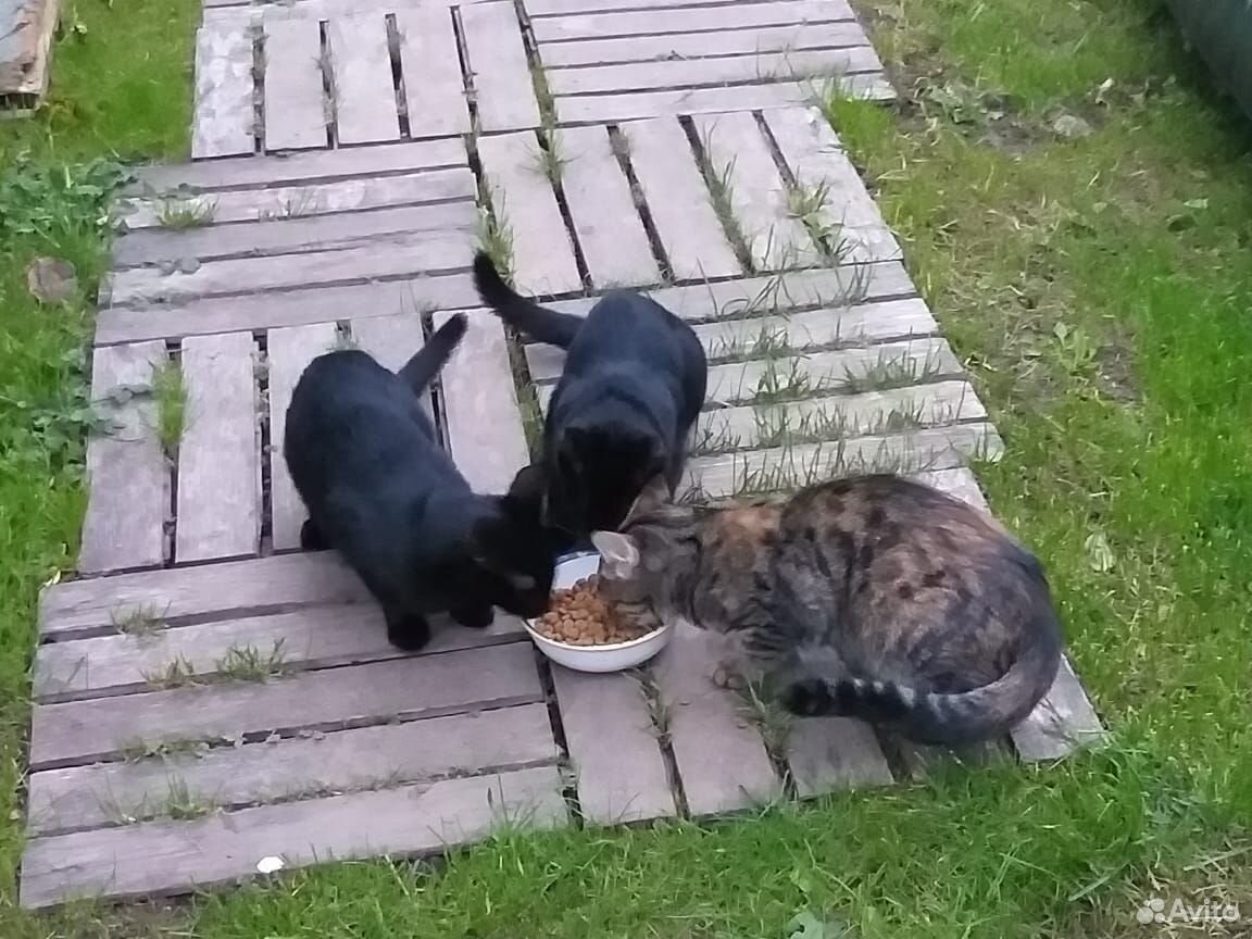 Черные котята в хорошие руки