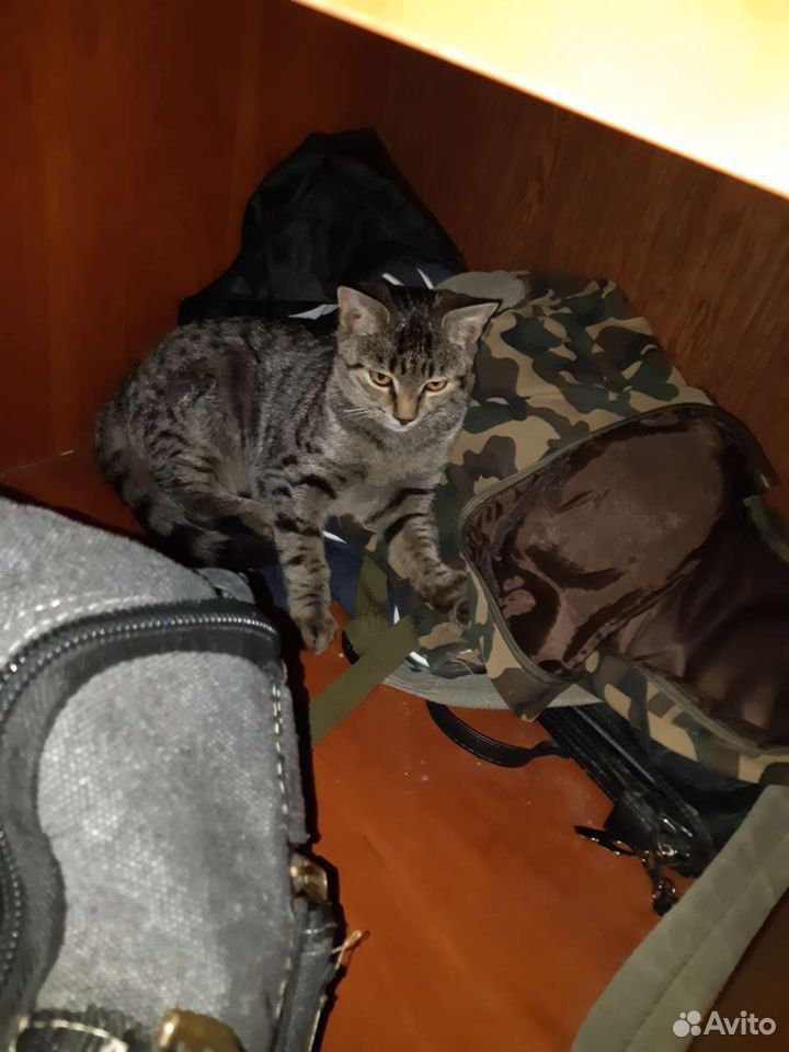 Котёнок