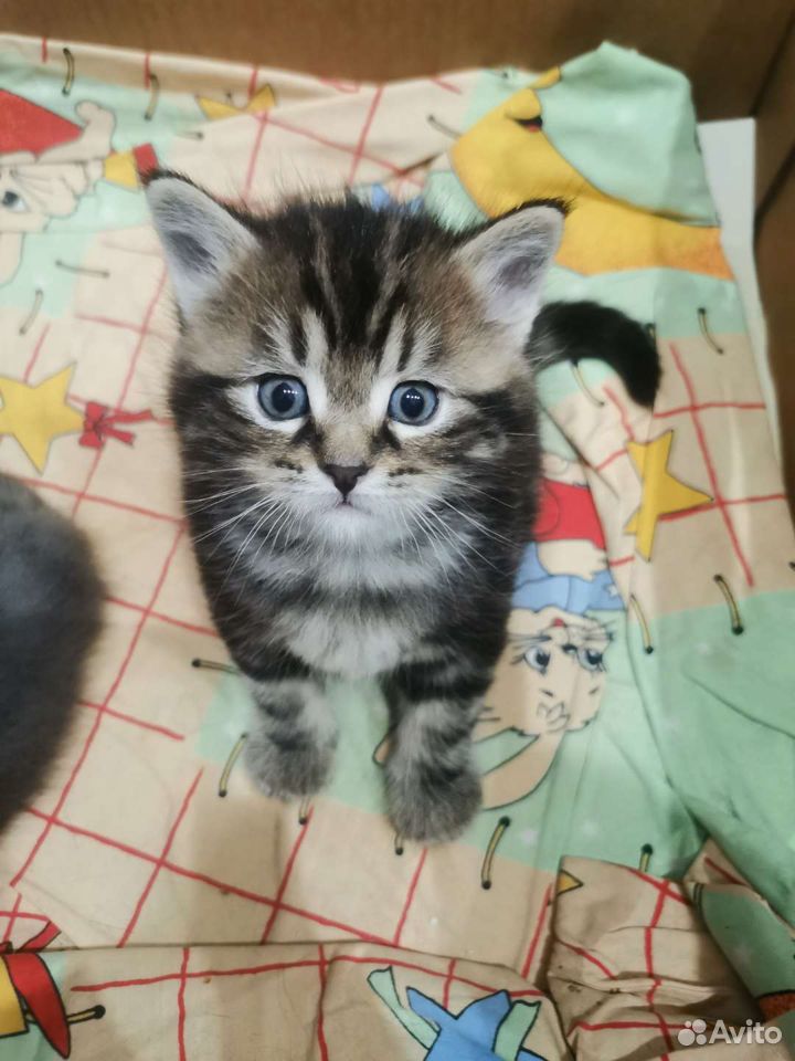 Котята шотландцы не чистокровные