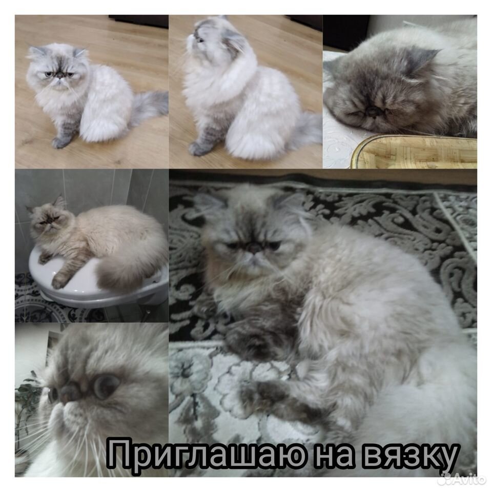 Приглашаем кошек на вязку