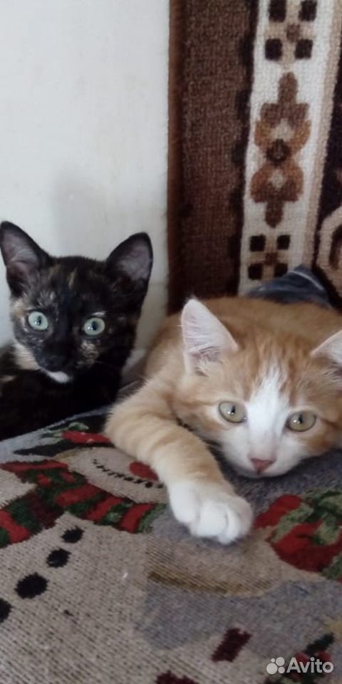Котята 2 мес. В добрые руки