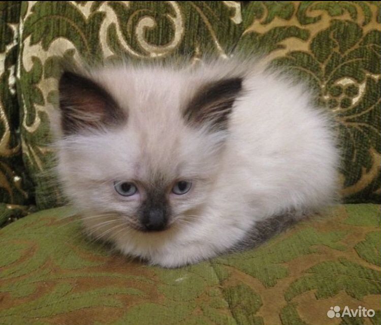 Котенок в добрые руки