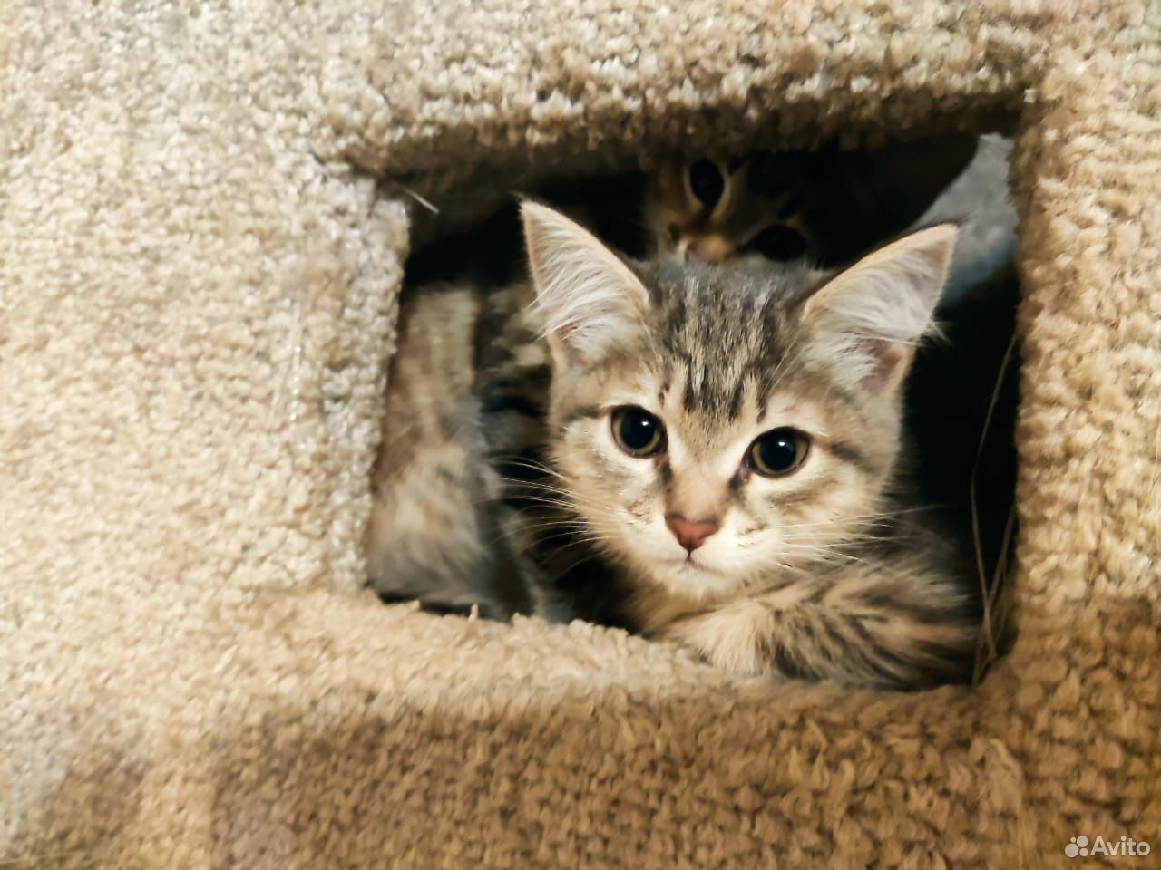 Котейки в хорошие руки