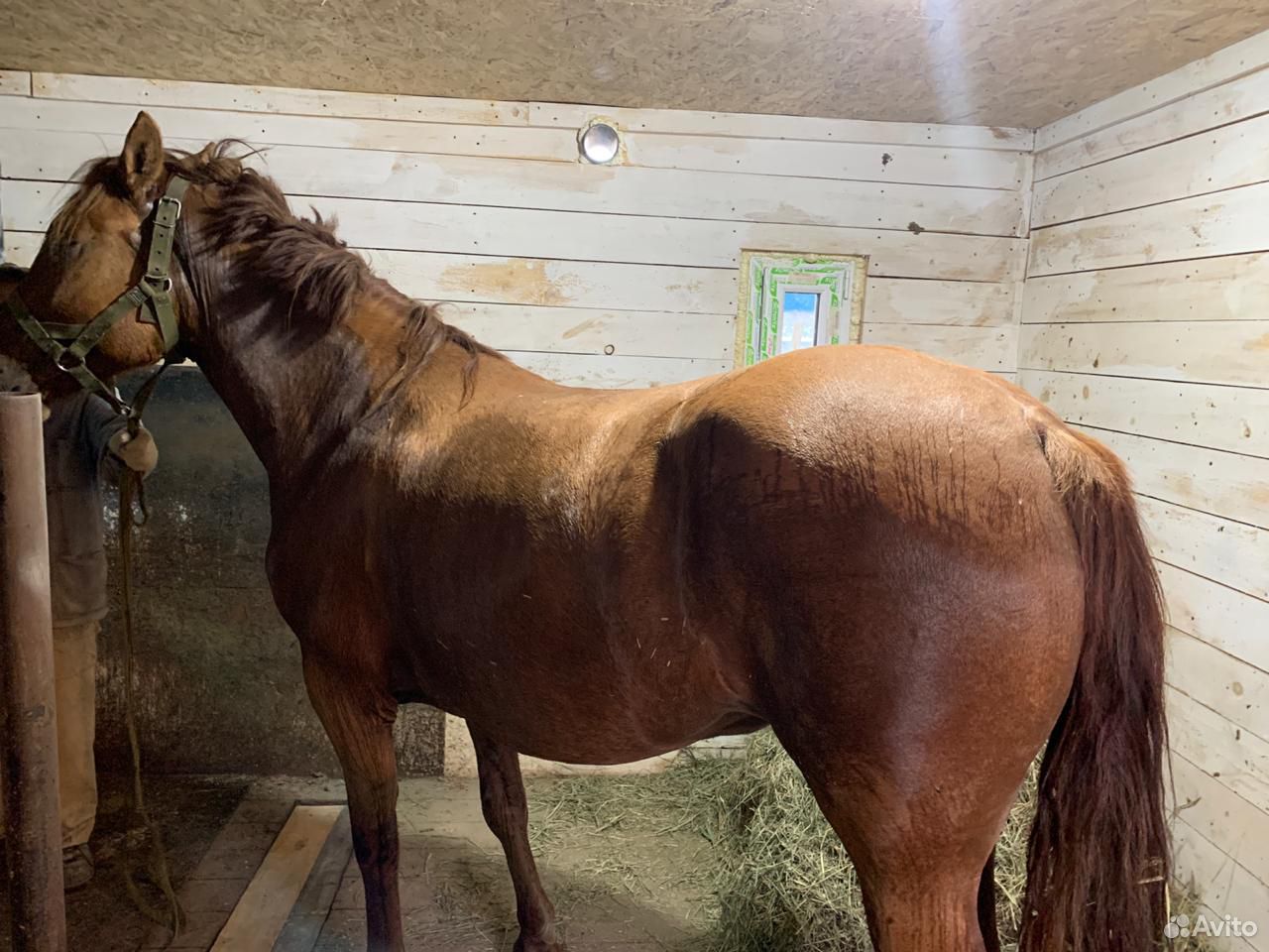 Кобыла 4года с откорма