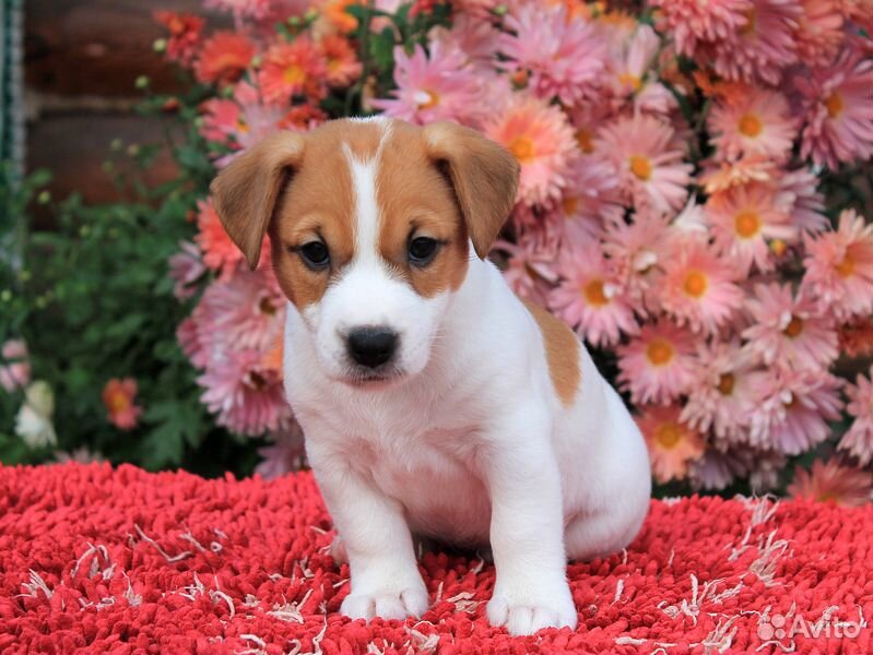 Шикарный мальчик дрт