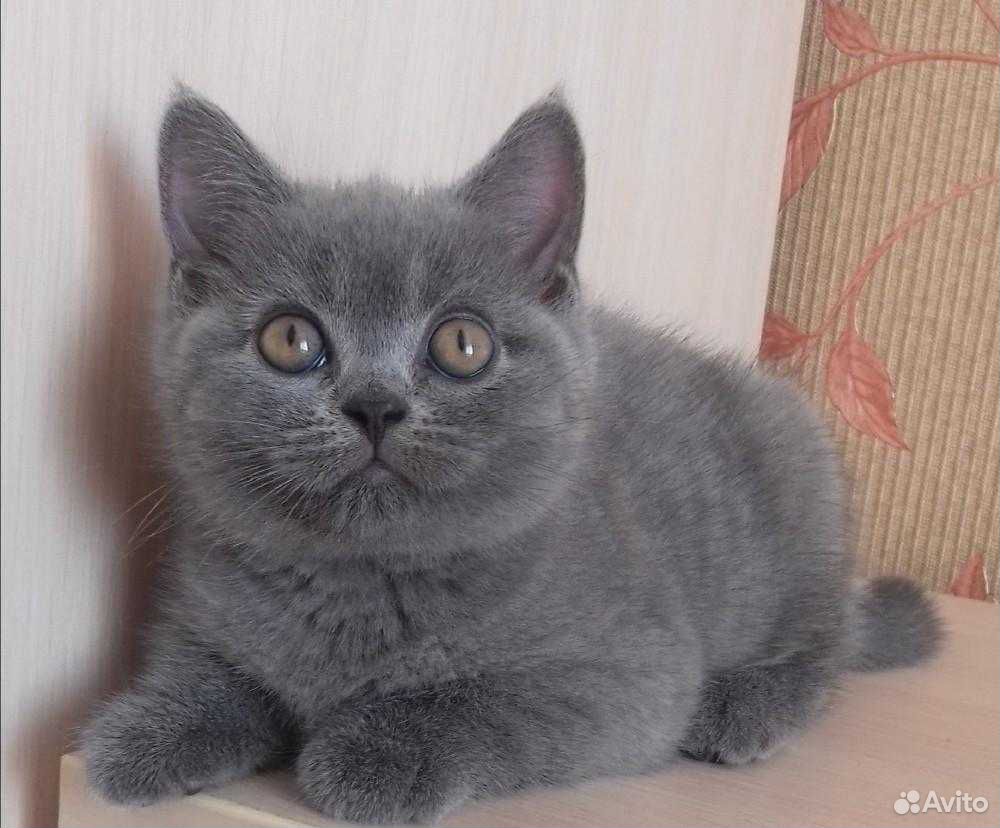 Британская