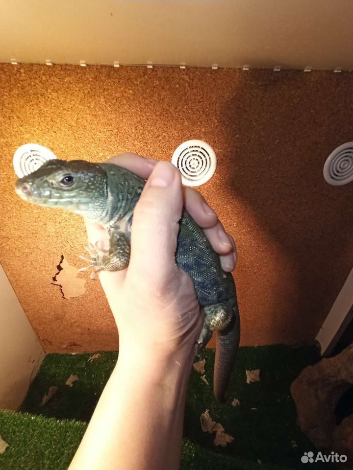 Жемчужные ящерицы