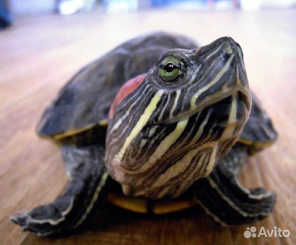 Красноухая черепаха. Бесплатно