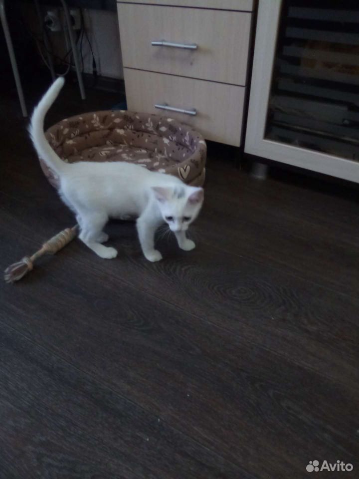 Котенок- девочка