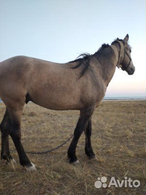 Продам Коня