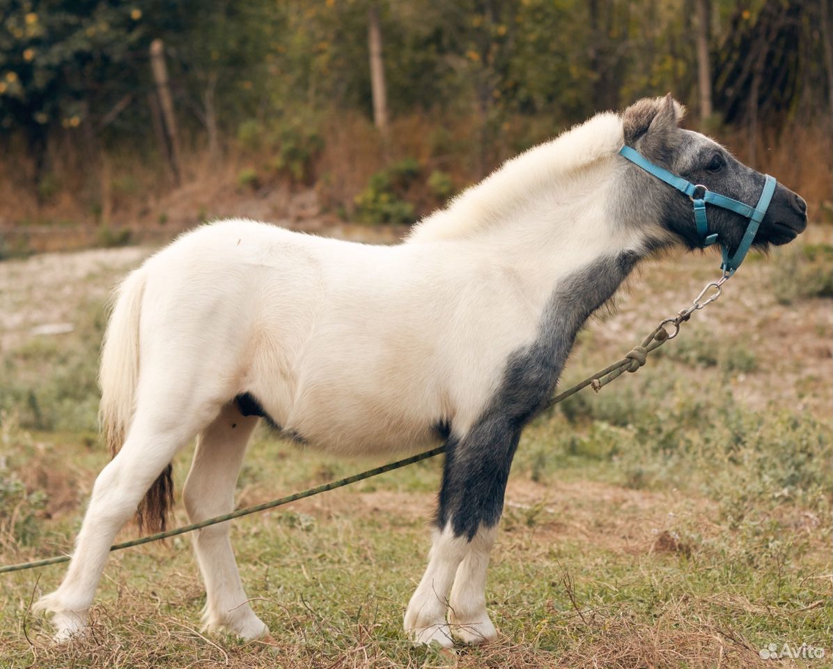 Жеребчик пони