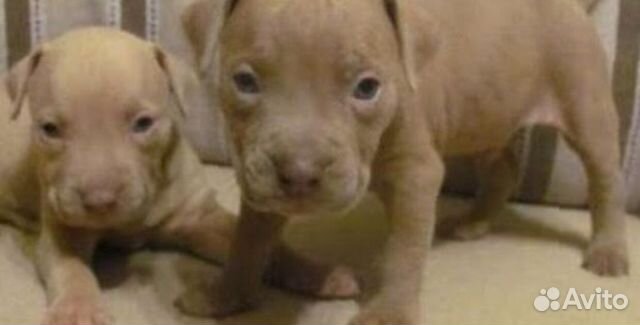 Питбуль, милый подарок под елочку